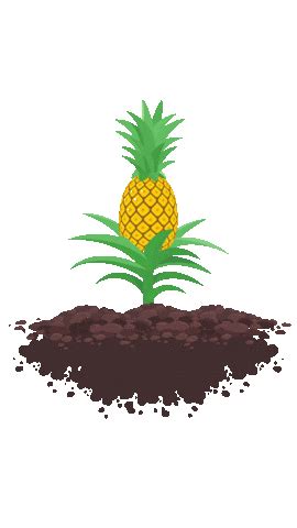 Cartoon Pineapple Plant