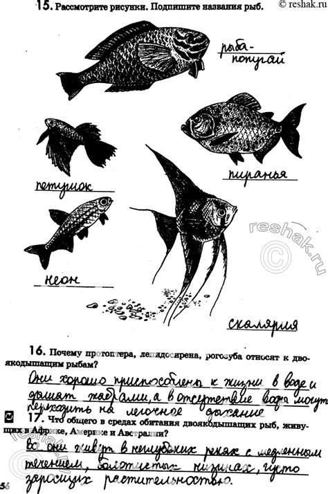 Решено Ответы на вопросы страница 56 ГДЗ Латюшин Шапкин Рабочая тетрадь 7 класс по биологии с