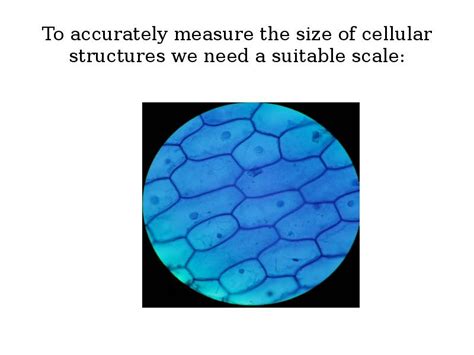 Microscope Measurement презентация доклад проект скачать