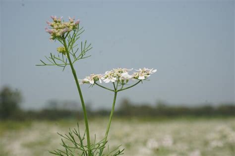 Premium Photo Spring Crop