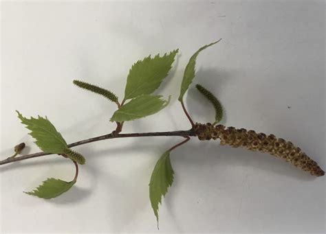 Wind Pollination Ace Ecoschool