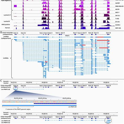 Nanopore Sequencing Results Evidence The Wide Variety Of Circrnas Download Scientific Diagram