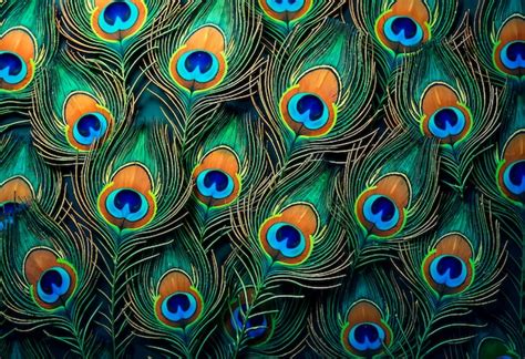 Peacock Feathers Pattern Ai Generated Image