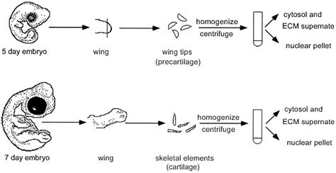 Schematic Representation Of Embryonic Sources And Isolation Procedures
