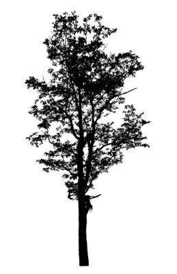 Tree Shadow PNGs For Free Download