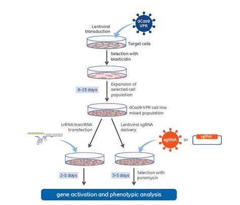 Crispra Lentiviral Sgrna Non Targeting Controls