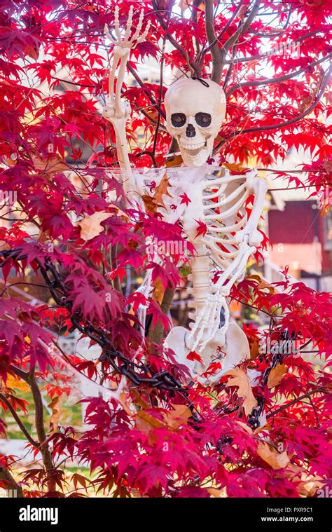 Skeleton Tree Hi Res Stock Photography And Images Alamy