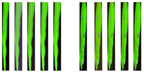 The Effect Of Data Augmentation Download Scientific Diagram