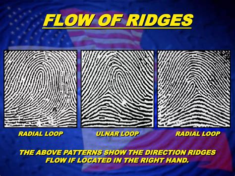 Fingerprint Classification Loop Patterns Pptx