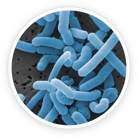 Brainsync Text Presentation