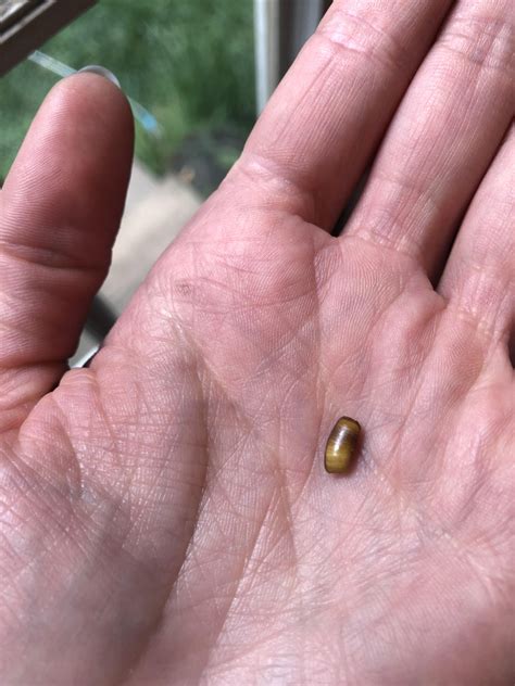 Is This Egg From This Roach Or A Different One Rwhatsthisbug