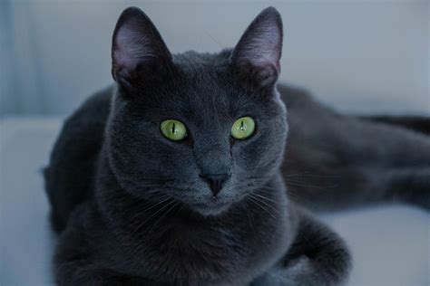 8 Most Common Cat Eye Colors Facts Details And Cat Breeds