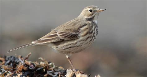 American Pipit Juvenile