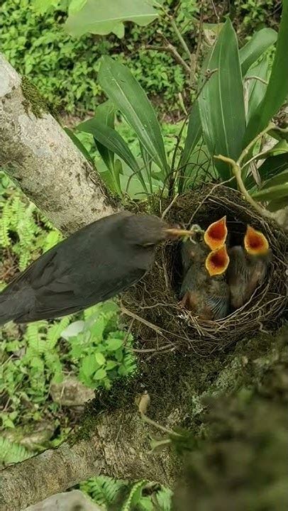 غذا دادن پرنده به جوجه هاbird Feeding Her Babies پرندگانپرنده Youtube