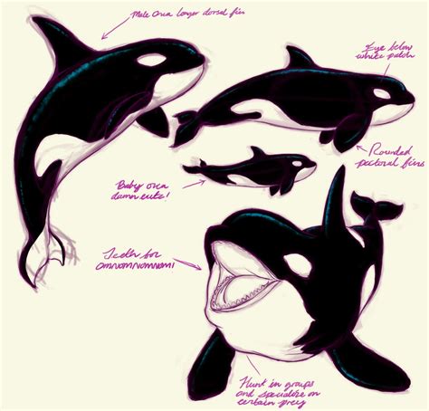 Orca Study By Dreamwatcher7 On DeviantArt