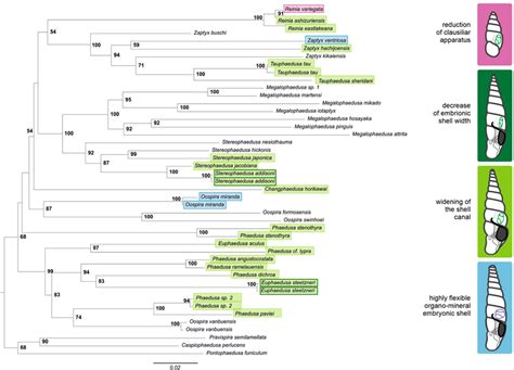 Iq Tree Phylogeny Reconstruction Of Selected Phaedusinae Based On Download Scientific Diagram