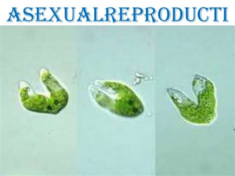 2 Grade 7 Q2 Module 3 Asexual Reproduction 2nd Ed Pdf