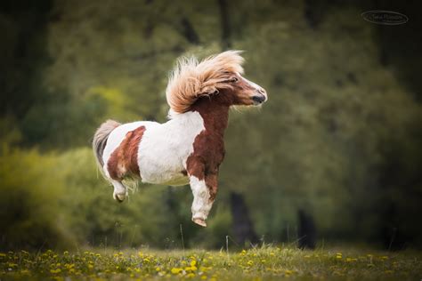 Flying Pony Foto & Bild | animals, pets & farm animals, horses Bilder ...