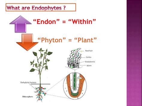 Plant Endophytes Kpr Pptx