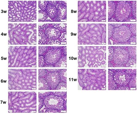 Multiple Transcriptome Analyses Reveal Mouse Testis Developmental Dynamics Pmc