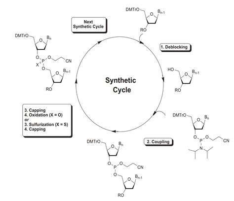 Oligonucleotide Synthesis From Green Innovations In Oligopeptide To