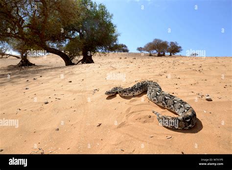Puff Adder Bitis Arietans In Habitat Near Tiznit Morroco Stock
