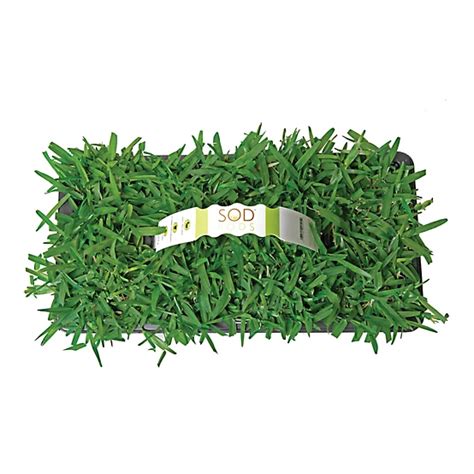 Sodpods St Augustine Floratam Tray 64 Pk Grass Plugs At Tractor Supply Co