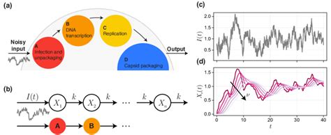 A The General Viral Replication Cycle Virions Enter A Cell And Download Scientific Diagram