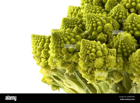 A Biological Example Of Fibonacci Spirals And Fractals In Nature Using