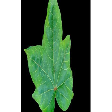 Cotton Dataset For Multi Disease Classification Kaggle