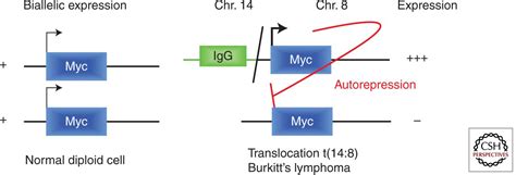 Myc Association With Cancer Risk And A New Model Of Myc Mediated Repression