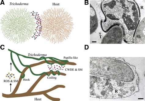 Trichoderma Species Versatile Plant Symbionts Phytopathology®