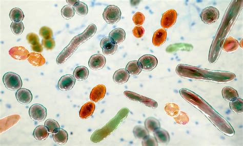 Are At Home Gut Microbiome Testing Kits A Scam