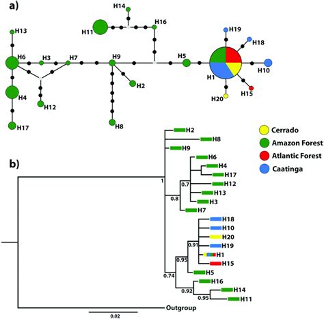 Population Genetic Structure A Unrooted Haplotype Network Based On Download Scientific
