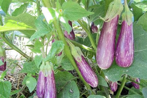 ကရသူရိမြို့၌ တစ်ပိုင်တစ်နိုင် ခရမ်းစိုက်ပျိုးခြင်းဖြင့် အပိုဝင်ငွေရရှိ Information And Public