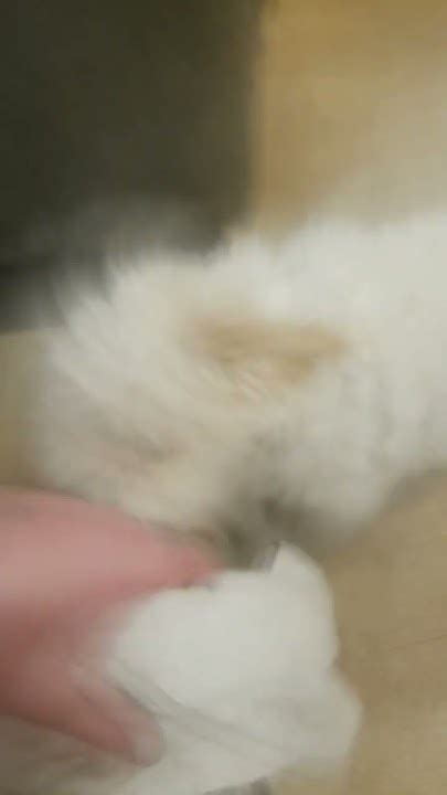 Nipsy Hustle Youtube