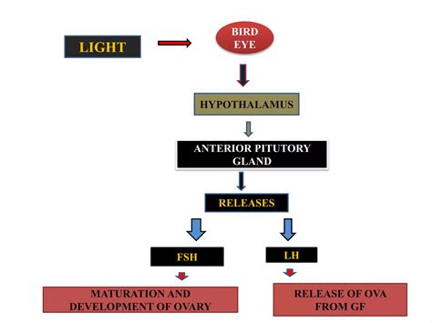 Economic Traits Of Broilers And Layers Pptx