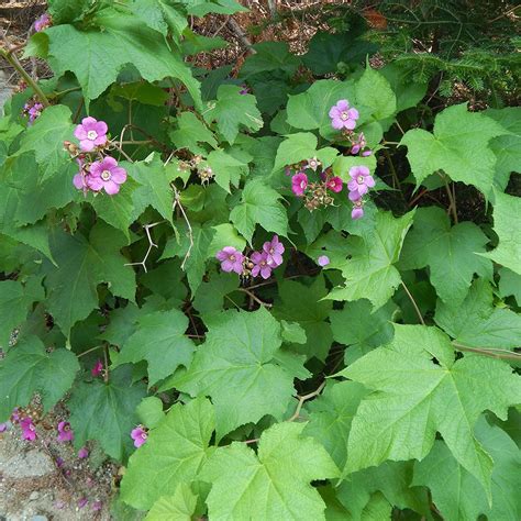 Flowering Raspberry Rubus Odoratus Seeds Wild Seed Project