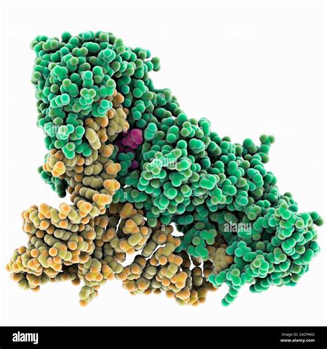 Glutaminyl Trna Synthetase Protein Molecule Molecular Model Showing Bacterial Glutaminyl Trna