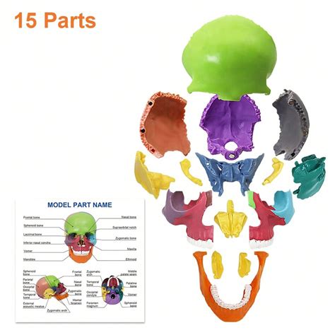 New Anatomy Skull Model 15 Parts Human Anatomy Exploded Skull