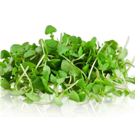 Green Basil Microgreens Seeds 100 Grams Microgreens Salads Pesto