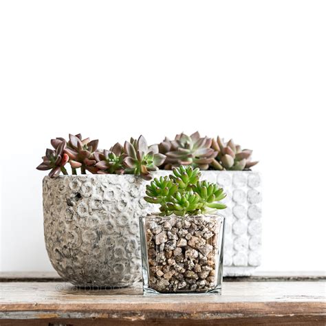5 Great Ideas For Succulent Containers Keeping With The Times