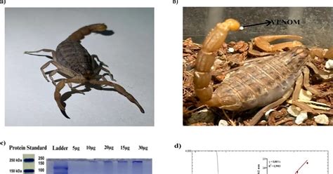 Mesobuthus Eupeus Venom Modulates Colorectal Carcinoma Signaling