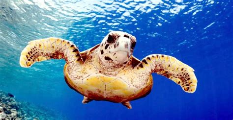 Flatback Sea Turtle Ocean Treasures Memorial Library