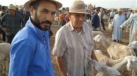 اثنين دار ولد زيدوح النعجة الوالدة والضارة تاريخ 📅 1072023🐑🐑🇲🇦 Youtube