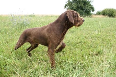 10 Things You Didnt Know About The Pudelpointer