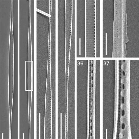 Nitzschia Kavirondoensis Sp Nov Sem Type Material Figs 20 22 26