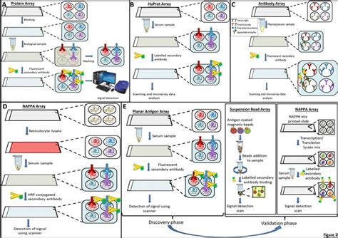 Applications Of Protein Array In Autoantibody Detection A Schematic Download Scientific