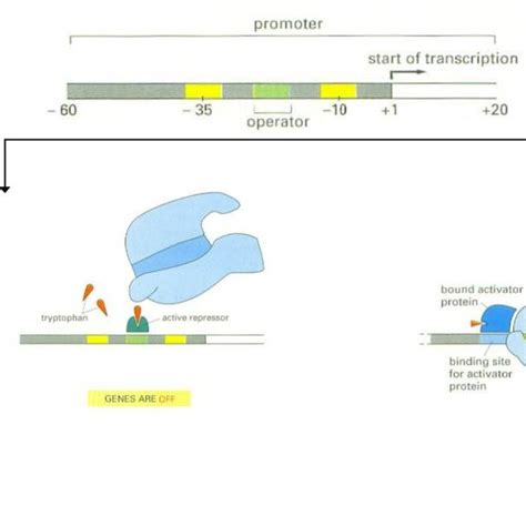 2 Classical View Of The Repressoractivator Regulation Of The