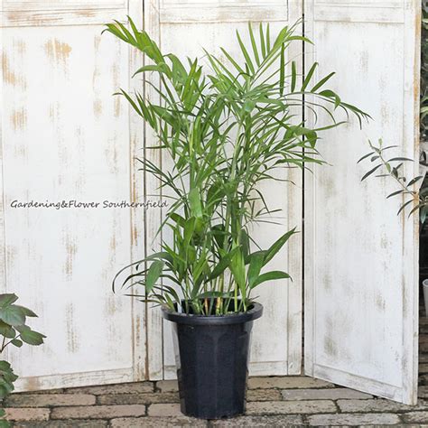 観葉植物 ヤシの木 チャメドレア セフリジー 6号 100cm 室内 インテリア 丈夫 アートフラワー Lavenderherb 通販